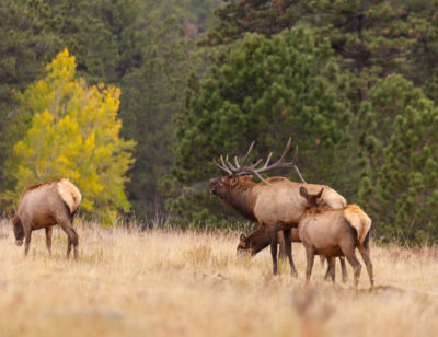 OlympicViewInn – Lodging for the Olympic Peninsula and Washington State